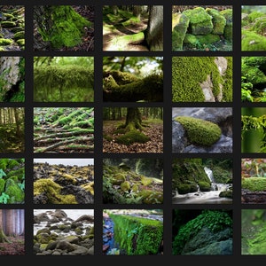 200 Moss Photoshop Overlays: Forest Textures, Backgrounds (digital ...