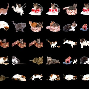 300 CATS TRANSPARENT PNG Photoshop Overlays, Png Animals, Png Wildlife ...