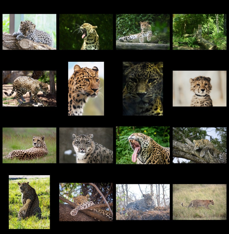 100 LEOPARD WILDLIFE DIGITAL Animals Photography Photoshop Overlays ...