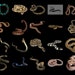 100 Snake PNG Overlays: Transparent Photoshop Clipart (digital Download ...