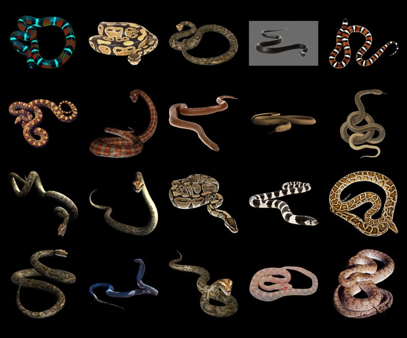 100 Snake PNG Overlays: Transparent Photoshop Clipart (digital Download ...