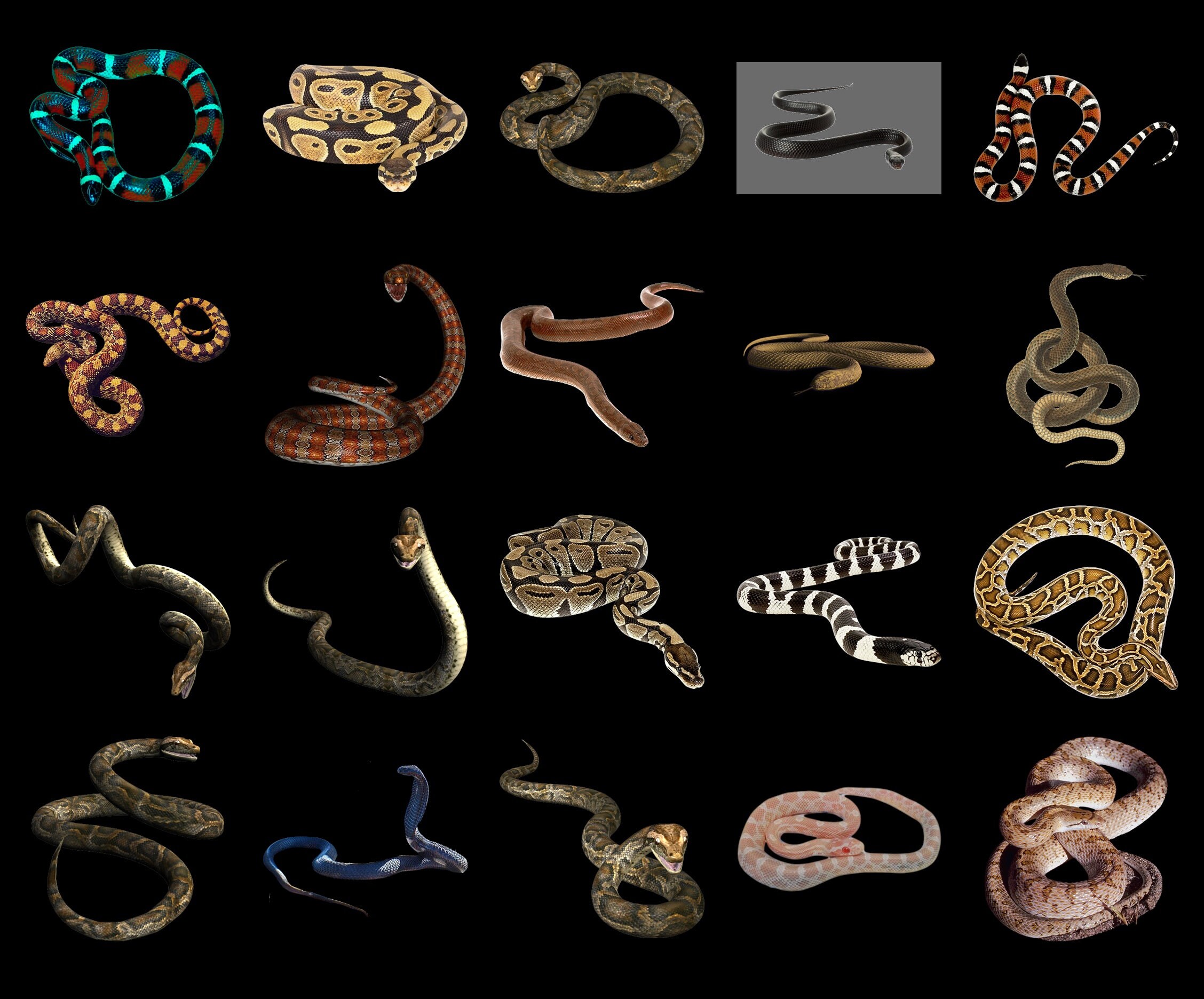 100 SNAKES TRANSPARENT PNG Photoshop Overlays Snakes Png - Etsy