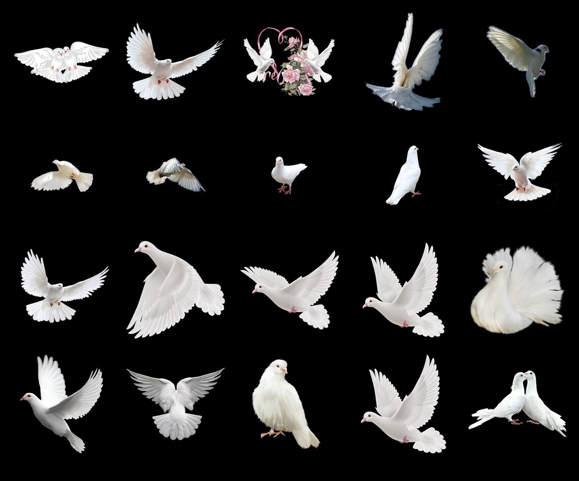 100 DOVES TRANSPARENT PNG Photoshop Overlays Doves Png Doves - Etsy