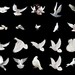 100 DOVES TRANSPARENT PNG Photoshop Overlays, Png Animals, Png Wildlife ...