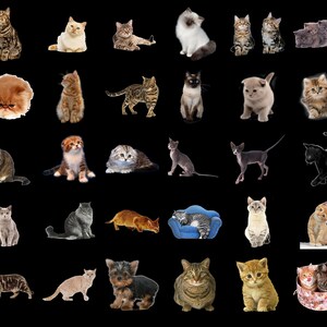 300 CATS TRANSPARENT PNG Photoshop Overlays, Png Animals, Png Wildlife ...