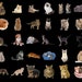 300 CATS TRANSPARENT PNG Photoshop Overlays Cats Png Cats - Etsy