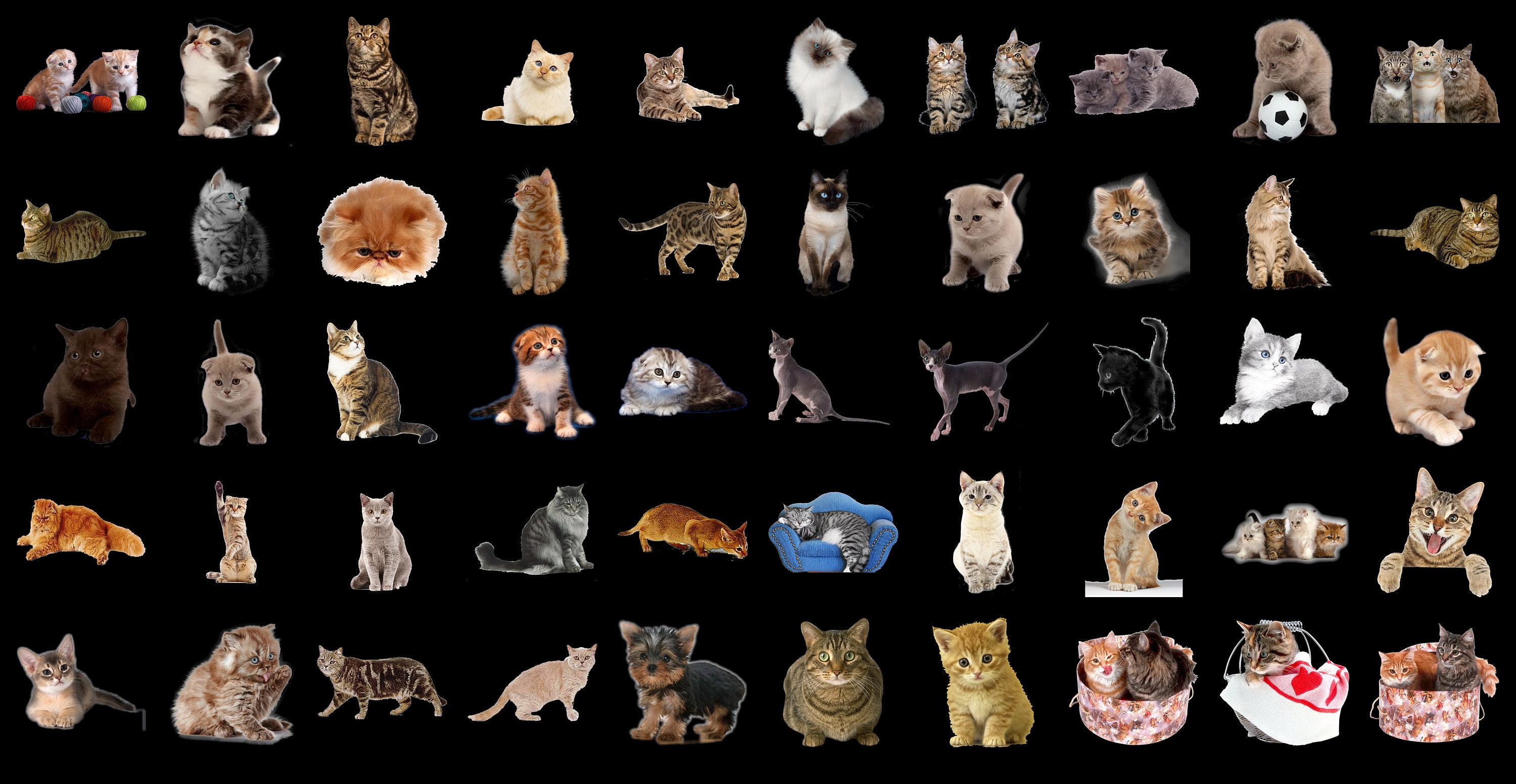 300 CATS TRANSPARENT PNG Photoshop Overlays Cats Png Cats - Etsy
