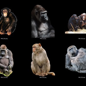 80 MONKEYS TRANSPARENT PNG Photoshop Overlays, Png Animals, Png ...