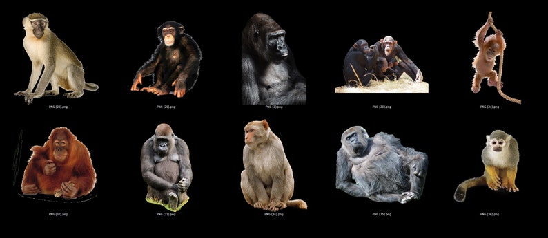 80 MONKEYS TRANSPARENT PNG Photoshop Overlays Monkeys Png - Etsy
