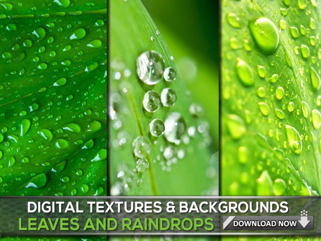 60 GREEN LEAVES TEXTURES & Backgrounds - Leaves Overlays, Leaves ...