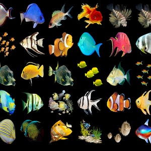 300 FISHES TRANSPARENT PNG Photoshop Overlays, Png Animals, Png ...