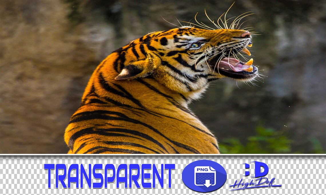 100 Tiger PNG Overlays: Transparent Wildlife Graphics (digital Download ...