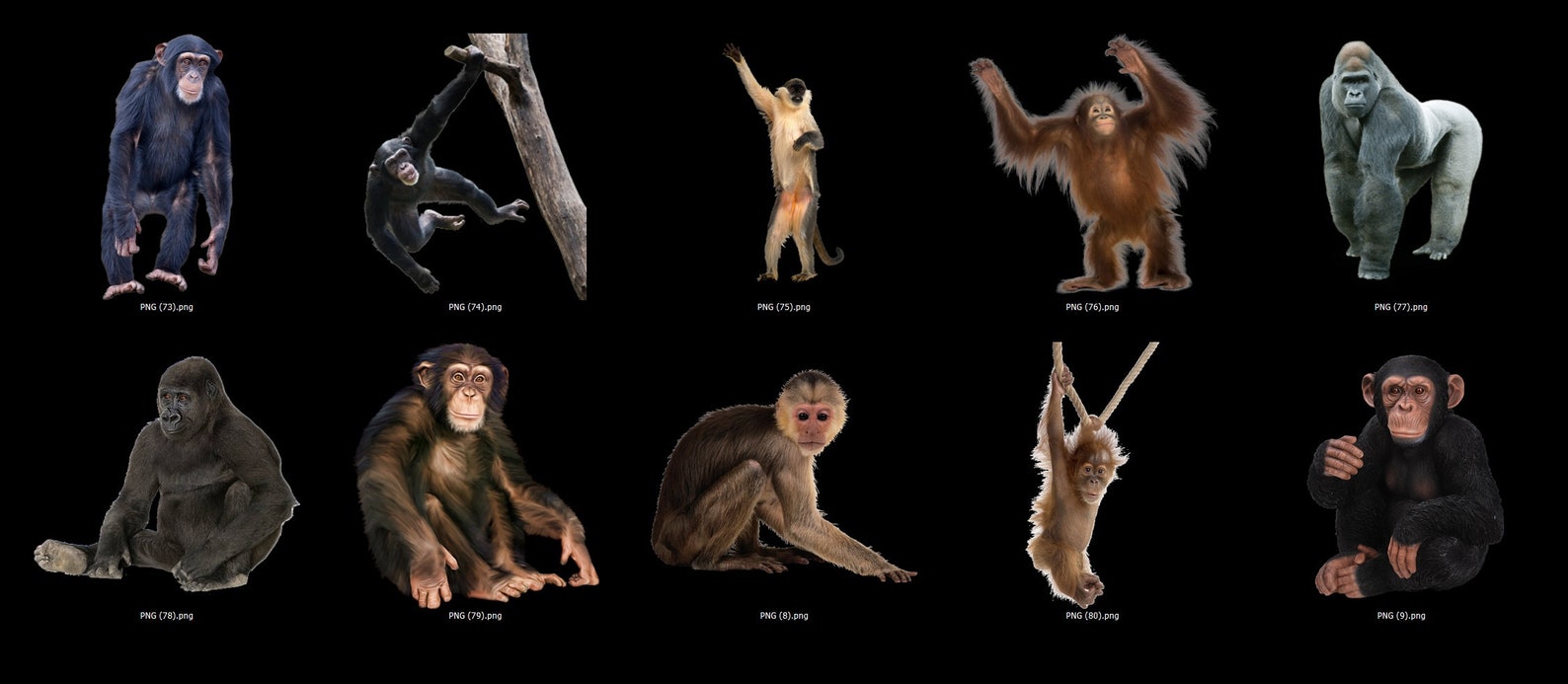 80 MONKEYS TRANSPARENT PNG Photoshop Overlays Monkeys Png - Etsy