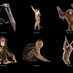 80 MONKEYS TRANSPARENT PNG Photoshop Overlays, Png Animals, Png ...