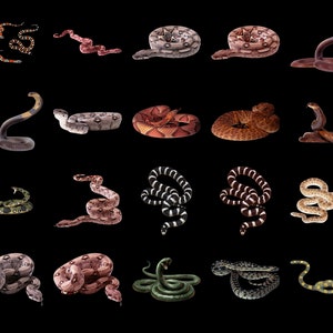 100 SNAKES TRANSPARENT PNG Photoshop Overlays, Png Animals, Png ...