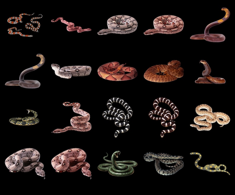 100 Snake PNG Overlays: Transparent Photoshop Clipart (digital Download ...