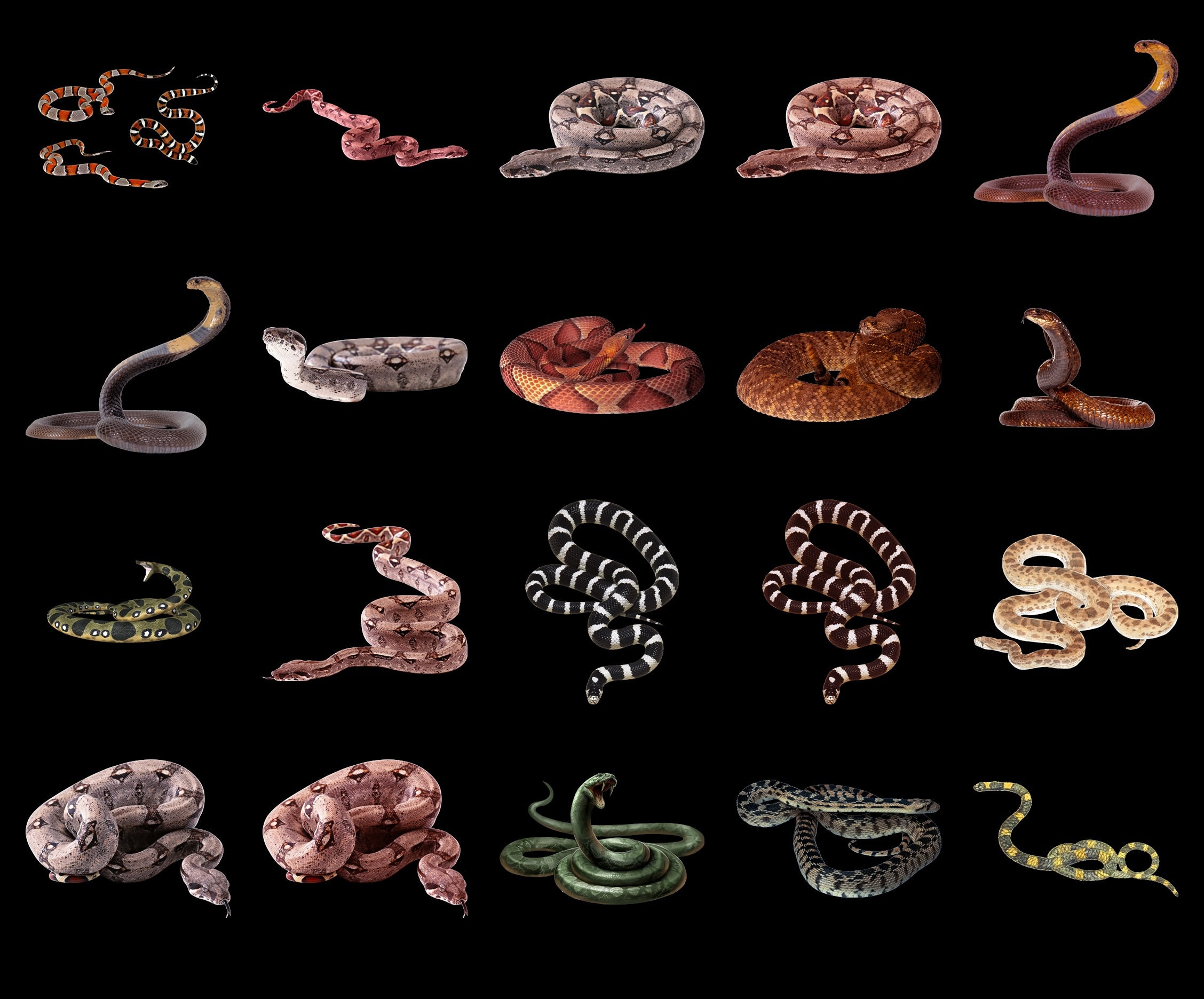 100 SNAKES TRANSPARENT PNG Photoshop Overlays Snakes Png - Etsy