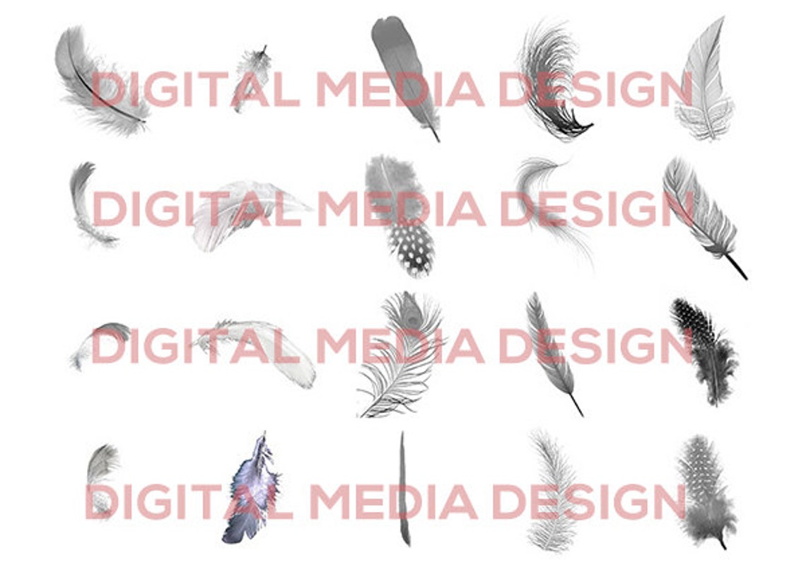 100 FEATHER TRANSPARENT PNG Photoshop Overlays Feather Wings - Etsy