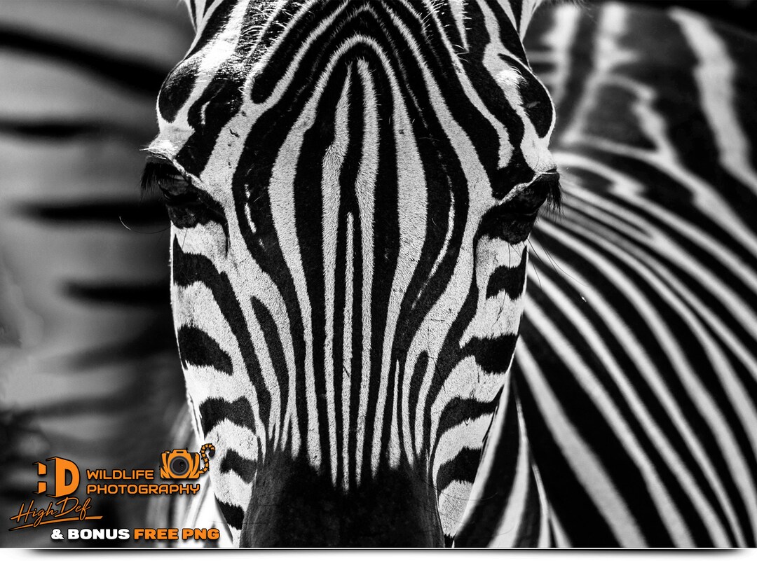 100 ZEBRA WILDLIFE DIGITAL Animals Photography, Photoshop Overlays ...