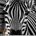 100 ZEBRA WILDLIFE DIGITAL Animals Photography, Photoshop Overlays ...