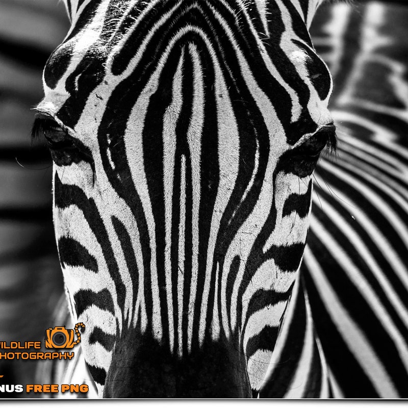 Zebra Background - Etsy