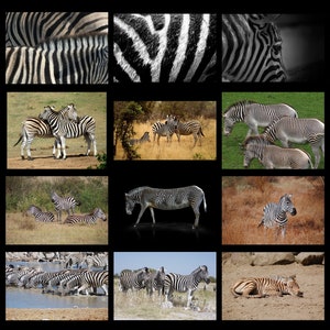 100 ZEBRA WILDLIFE DIGITAL Animals Photography, Photoshop Overlays ...