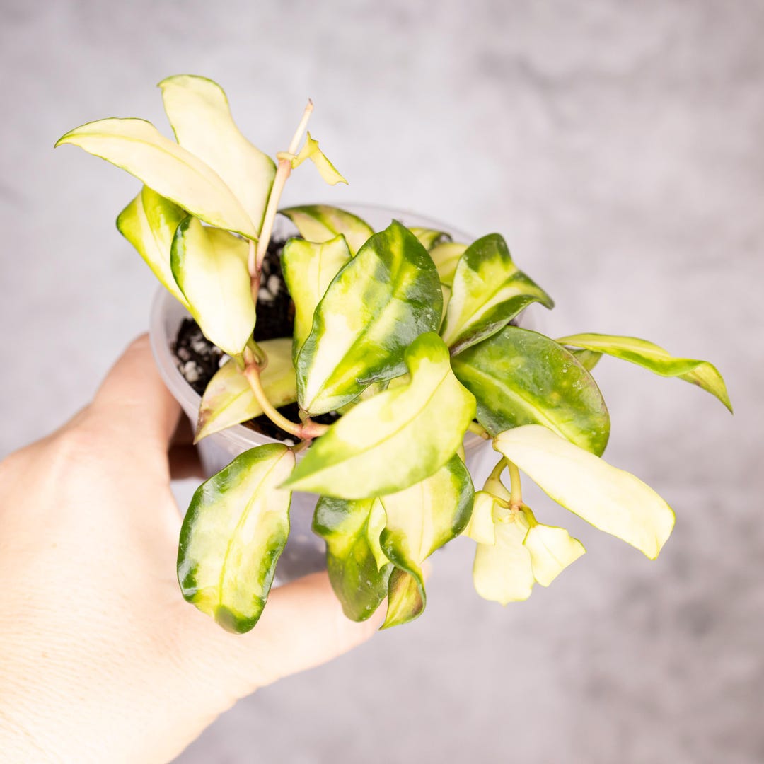 Hoya Walliniana Variegated Rooted Plant - Etsy