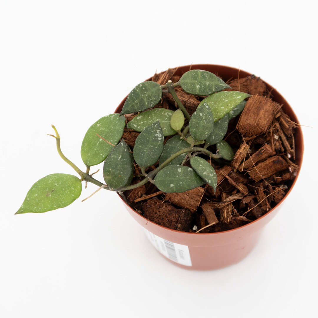 Hoya Langkawi Island Rooted Cutting New Growth - Etsy