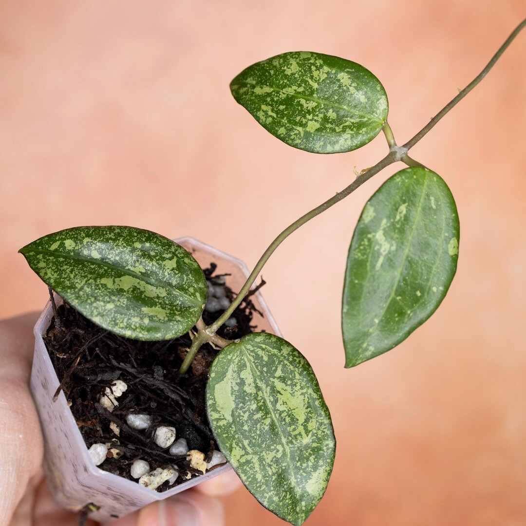 Hoya MA20 Silver Splash Lightly Rooted Cutting - Etsy
