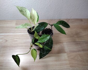 Marble Queen Philodendron - Etsy