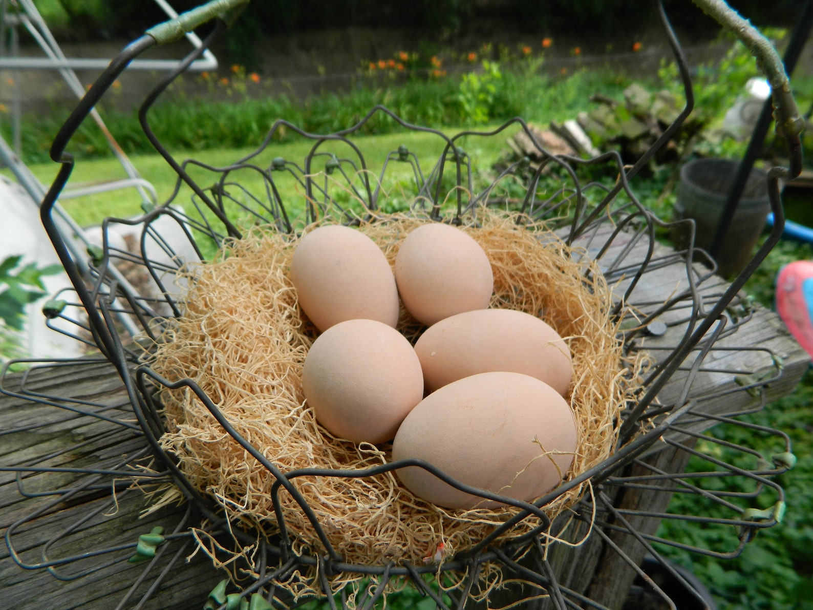 Vintage Collapsible Metal Chicken Basket. Nice Basket to | Etsy