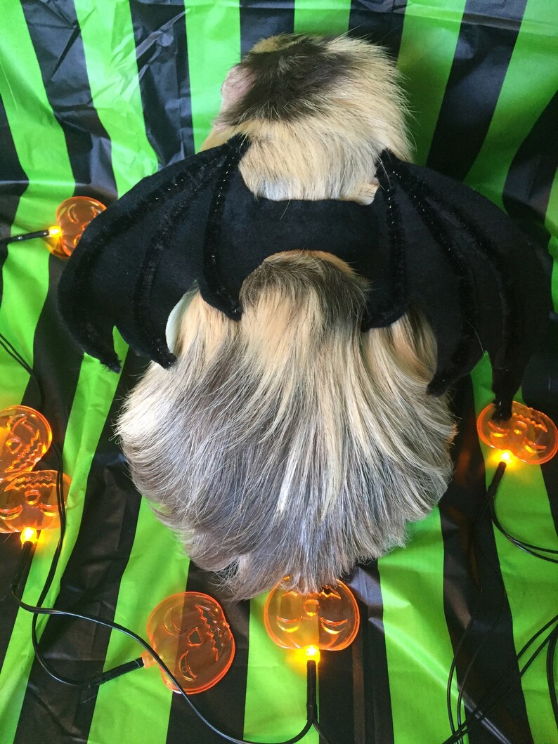 Guinea Pig Costume Halloween Bat Wings Costume for Small Pet - Etsy