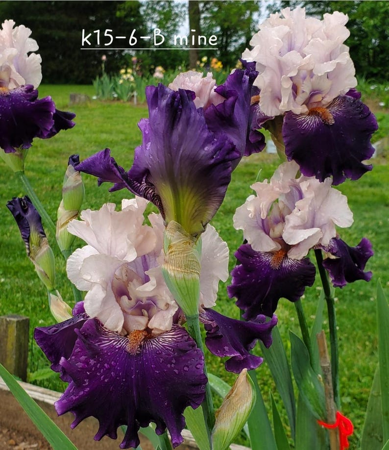 Tall Bearded Iris Ruffled Dark Purple -heliotrope St. Bi-tone -big ...