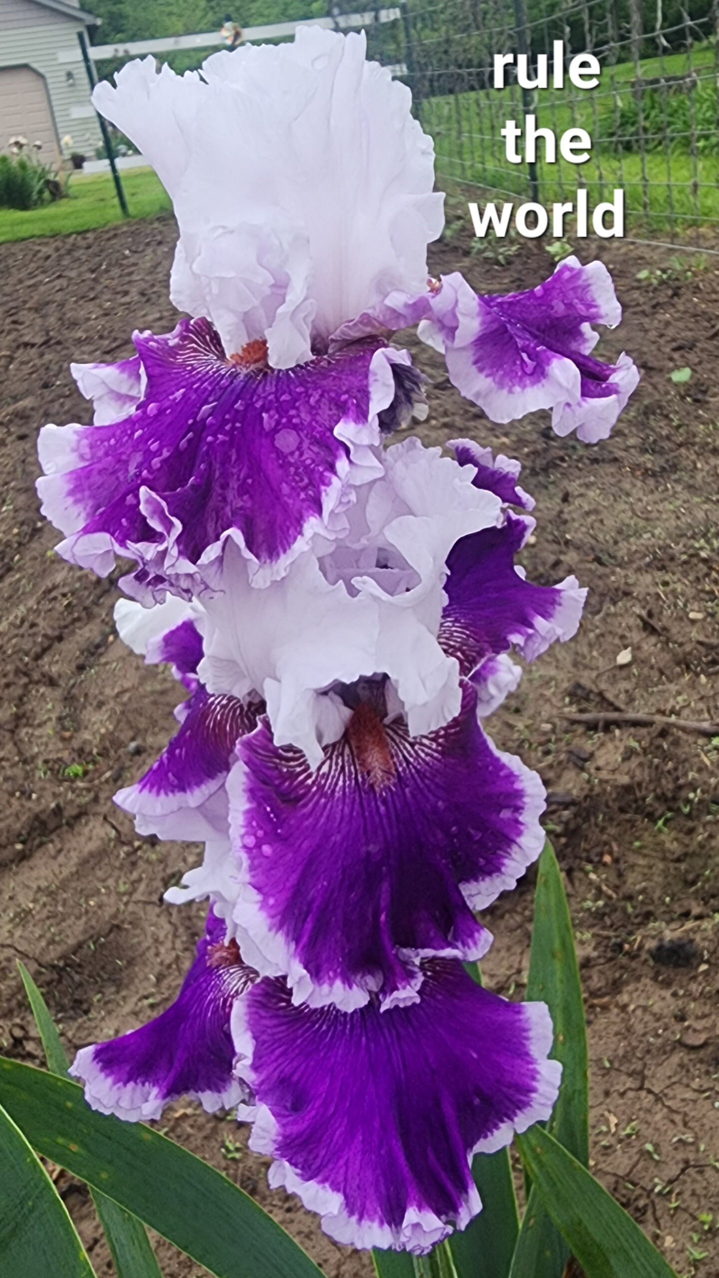 Tall Bearded Iris Rule the World Colorful Contrast Purple white-dug ...