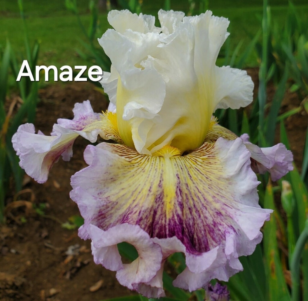 Tall Bearded Iris Amaze Wonderful Ruffled Form Dug Ready to Ship Now - Etsy