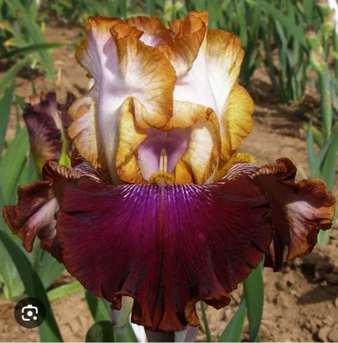 Tall Bearded Iris -top Line-golden Brown Edges White St. Crimson Red ...