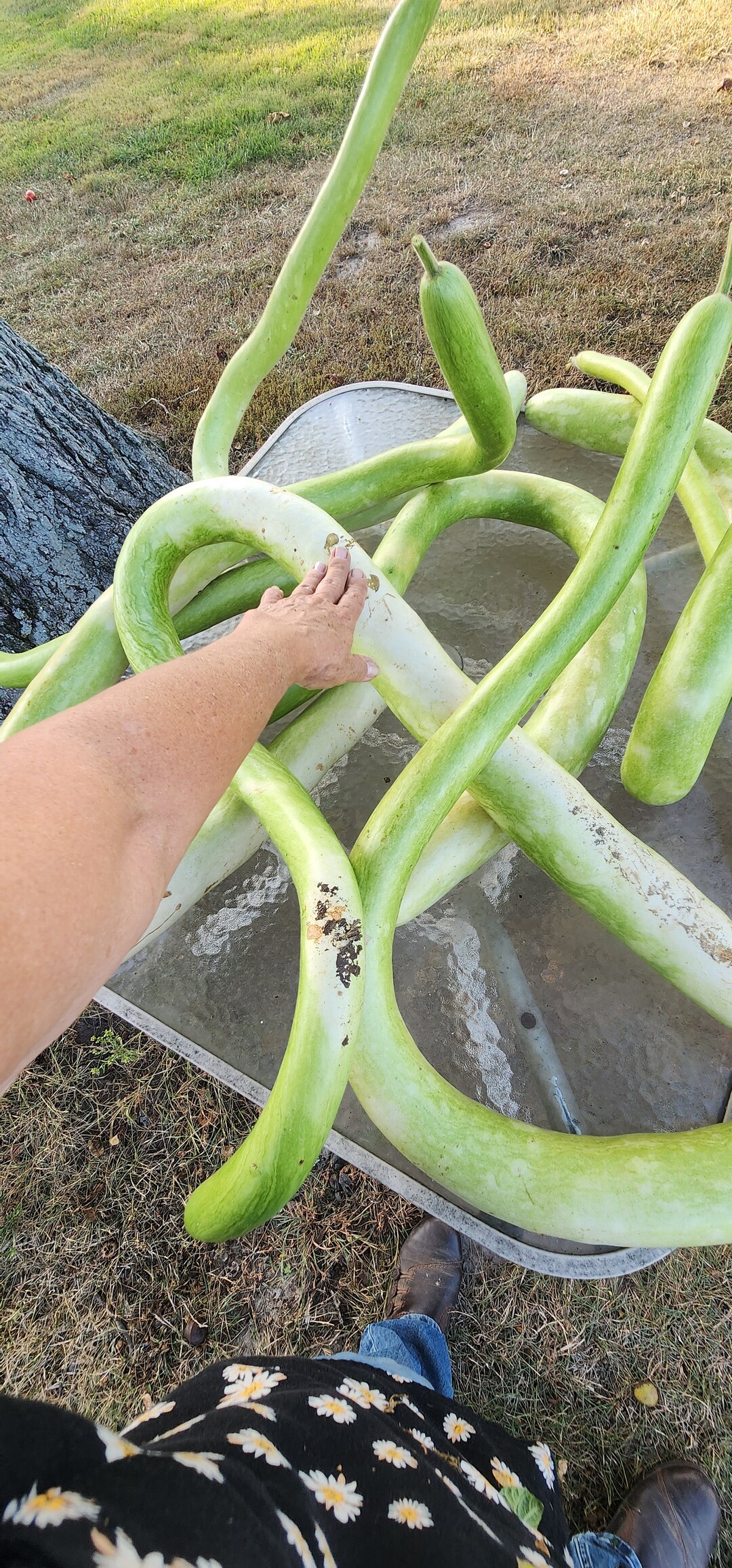 Guinea/snake Bean Seeds -bottle Gourd Cucuzza 20 Seeds-no Gmo - Etsy