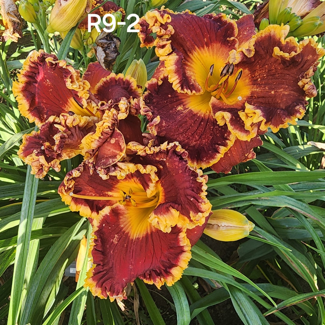 Daylily R9-2 Seedling BIG Fancy 5 Blooms deep Red/dashing Yellow ...