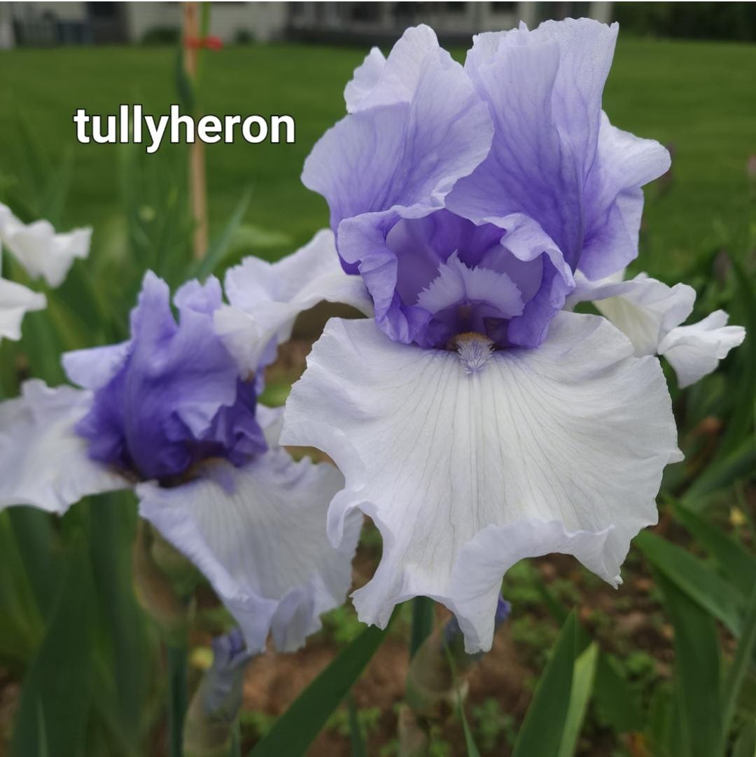 Tall Bearded Iris Tullyheron -blue/white Amoena Ships Now - Etsy