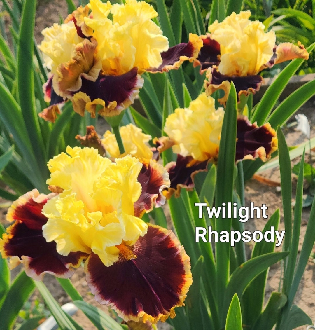 Tall Bearded Iris Twilight Rhapsody Light Lemon Standards-red Burgandy-dug Ready to Ship Now - Etsy