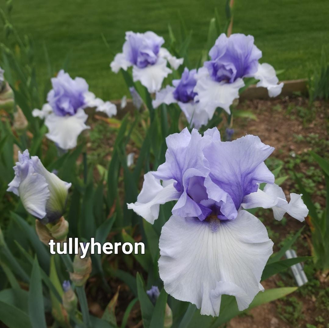 Tall Bearded Iris Tullyheron -blue/white Amoena Ships Now - Etsy