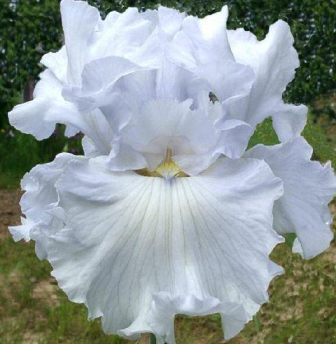 Tall Bearded Iris Shark Fabulous Blocky Pure White Fragrant Ruffled ...