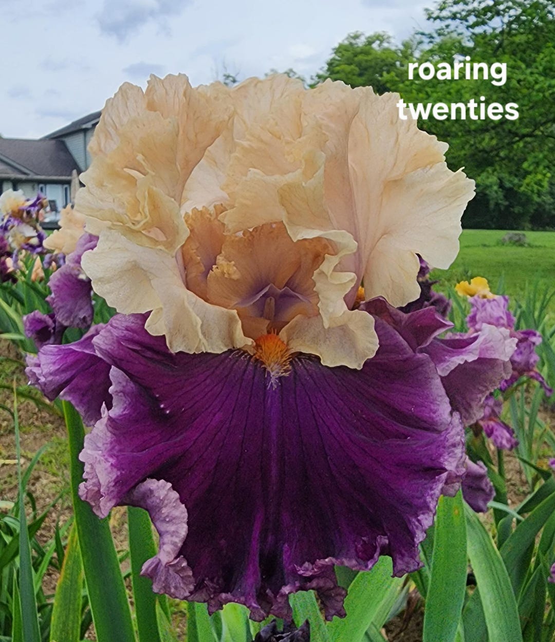 Tall Bearded Iris Roaring Twenties Ruffled-pleated-bubbled-frills ...