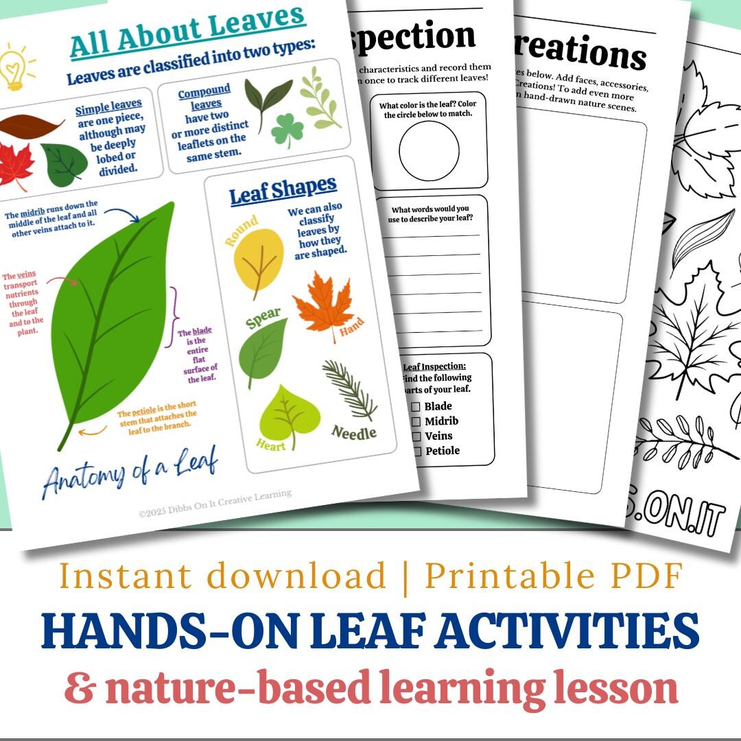 Leaf Handouts for Kids, Leaves Infographic, Coloring Page, Hands-on ...