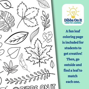 Leaf Handouts for Kids, Leaves Infographic, Coloring Page, Hands-on ...
