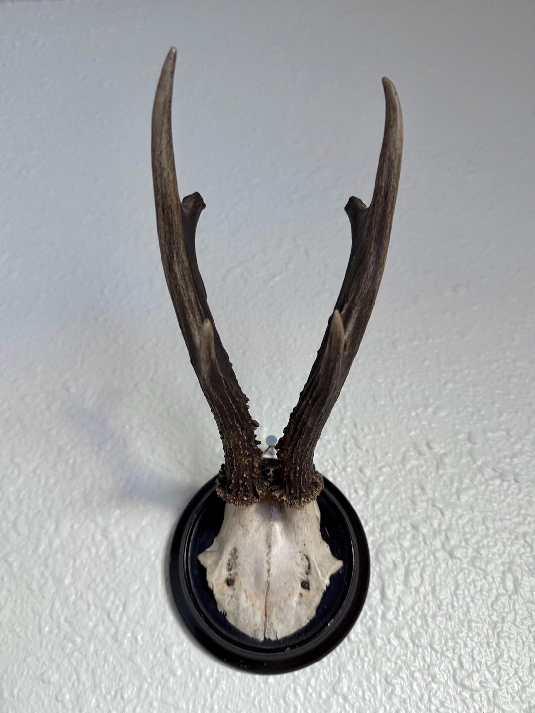 Antlers Antique Antlers German Roe Skull Plaque Deer With Antlers Circa ...