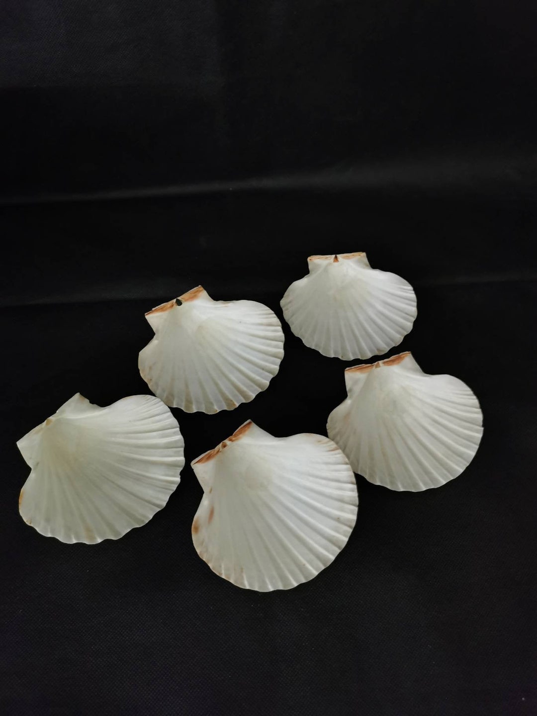 5 Mussels Mussel Bowls Dessert Bowls Vintage Decoration. - Etsy