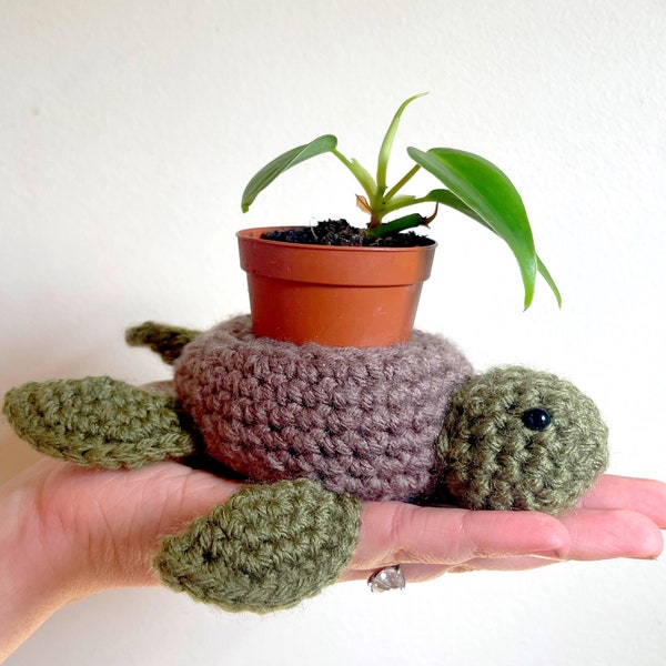 Turtle Plant - Etsy