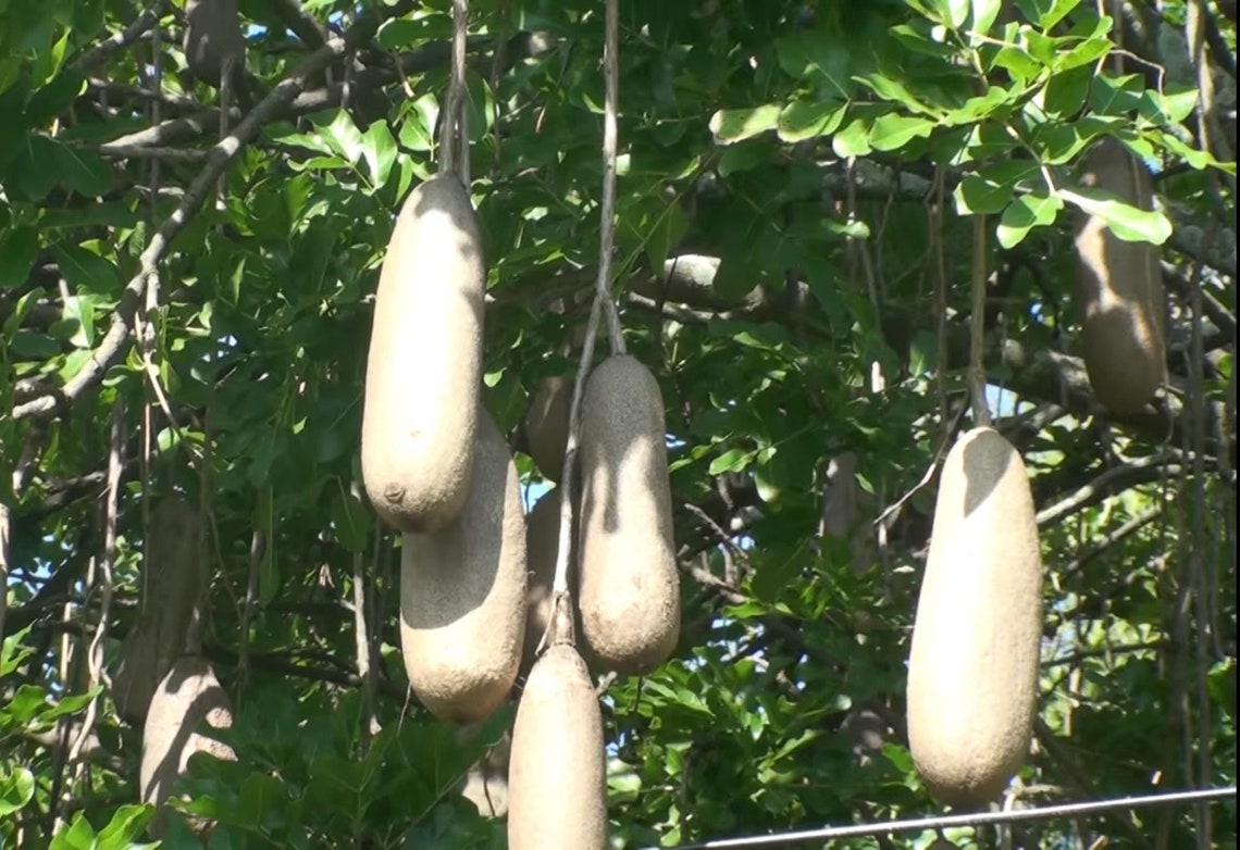 Kigelia Africana Powder, African Sausage, Balam Kheera, Djanta ...