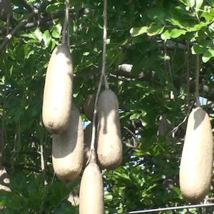 Kigelia Africana Powder, African Sausage, Balam Kheera, Djanta ...